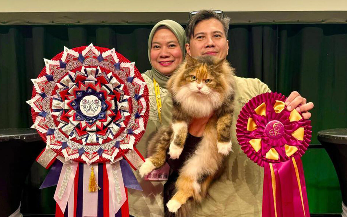 Tewaskan Ribuan Pesaing, Kucing Jalanan Dari Malaysia Rangkul Juara Dunia
